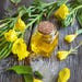 Evening Primrose Seeds: Fragrant, Edible, Drought-resistant - Etsy