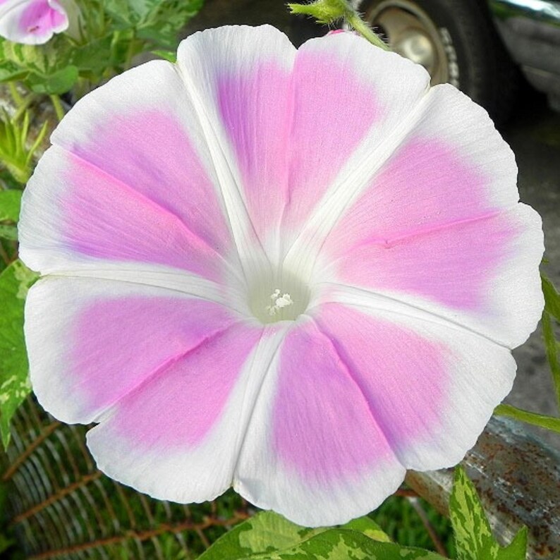 15+ Seeds| Light Pink Fuji No Momo Morning Glory Seeds- Vine Seeds ...