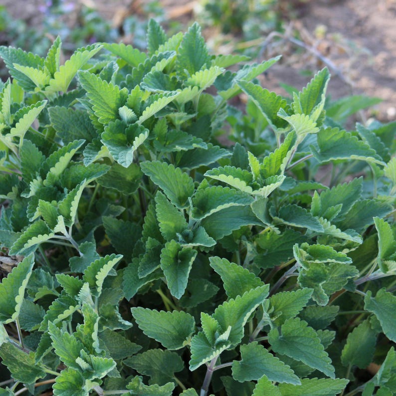 Catnip Seeds: Heirloom Nepeta Cataria, Herb Garden Starter - Etsy