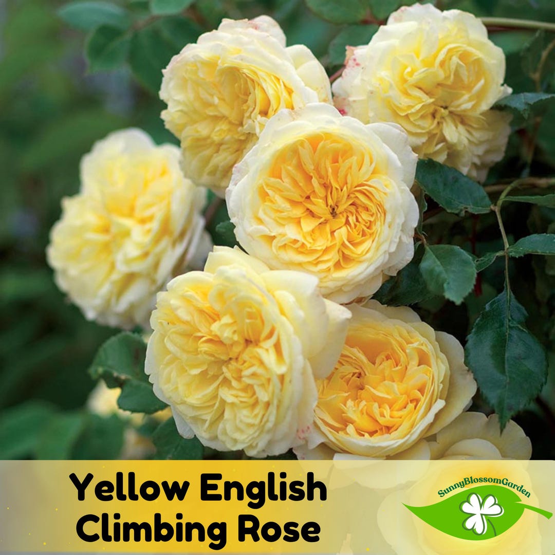 15+ Seeds| Yellow English Climbing Rose Seeds - Rosa - Perennial ...