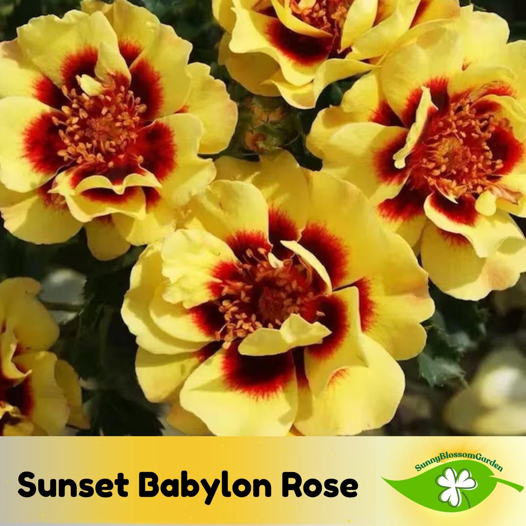 15+ Seeds| Sunset Babylon Rose Seeds - Rosa - Perennial - Flowering ...