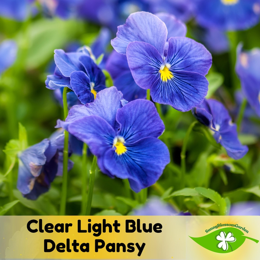 15+ Seeds| Clear Light Blue Delta Pansy Seeds - Open-pollinating - Self ...