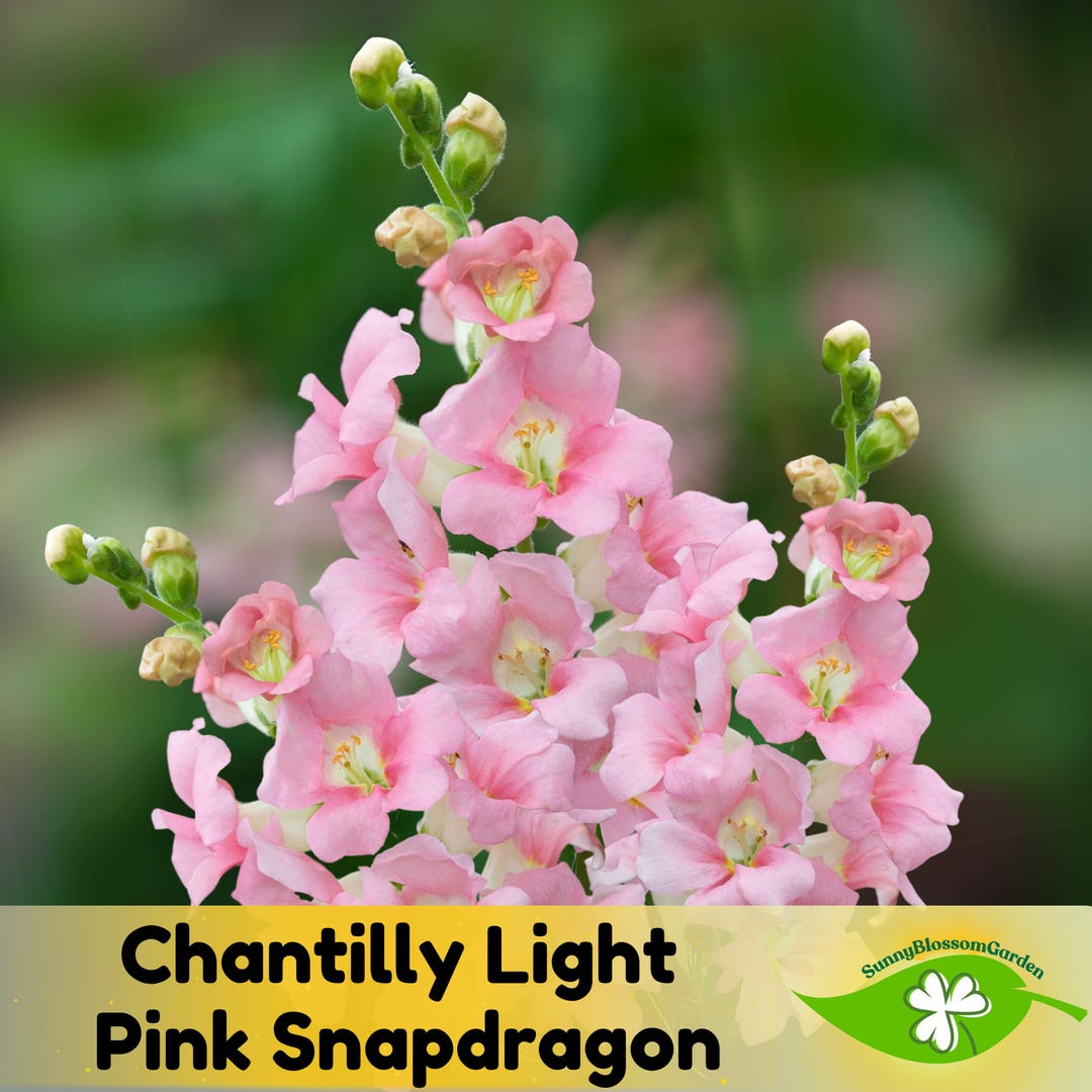 15+ Seeds| Chantilly Light Pink Snapdragon Seeds - Potted - Cold ...