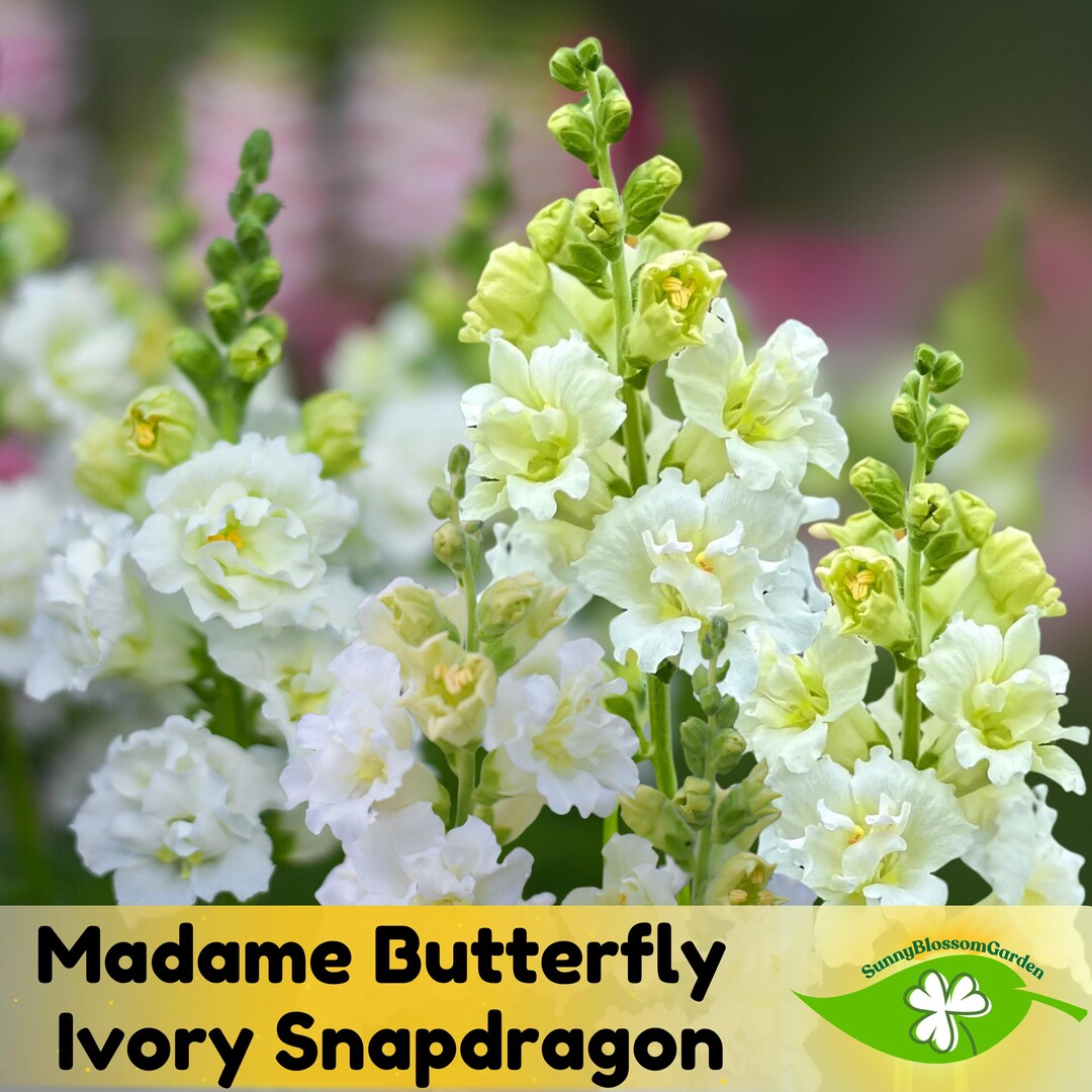 15+ Seeds| Madame Butterfly Ivory Snapdragon Seeds - Potted - Cold ...