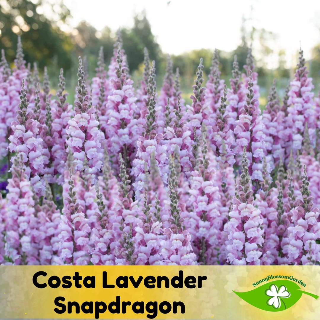 15+ Seeds| Costa Lavender Snapdragon Seeds - Potted - Cold Resistant ...