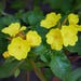 15+ Seeds| Evening Primrose Seeds - Flowering - Cold Resistant ...