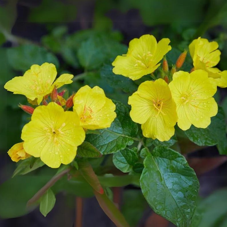 Evening Primrose Seeds: Fragrant, Edible, Drought-resistant - Etsy