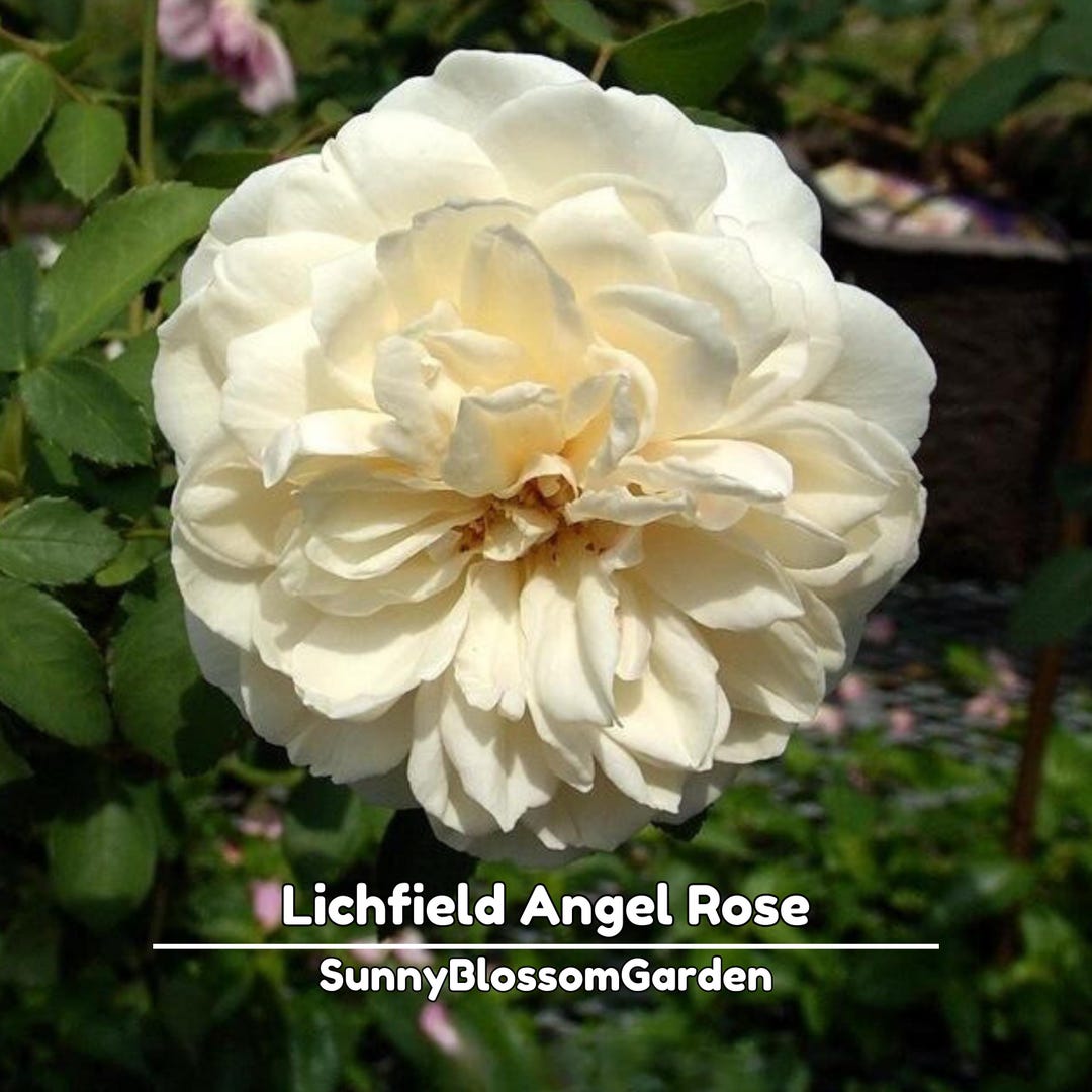 Lichfield Angel Rose Seeds: Exotic Perennial Flowers (15+ Seeds) - Etsy