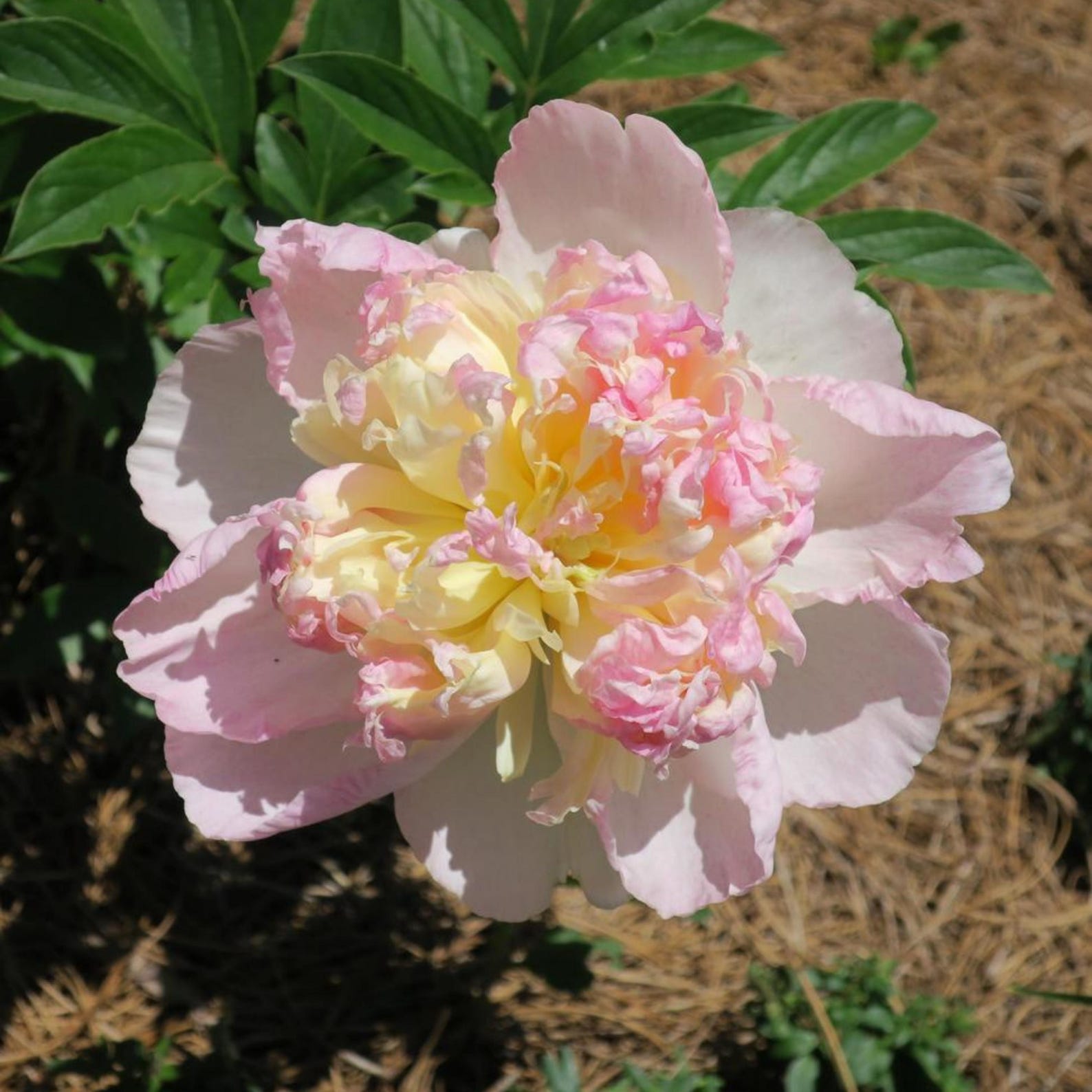 5+ Seeds| Raspberry Sundae Peony Seeds - Peony Flower – Paeonia ...