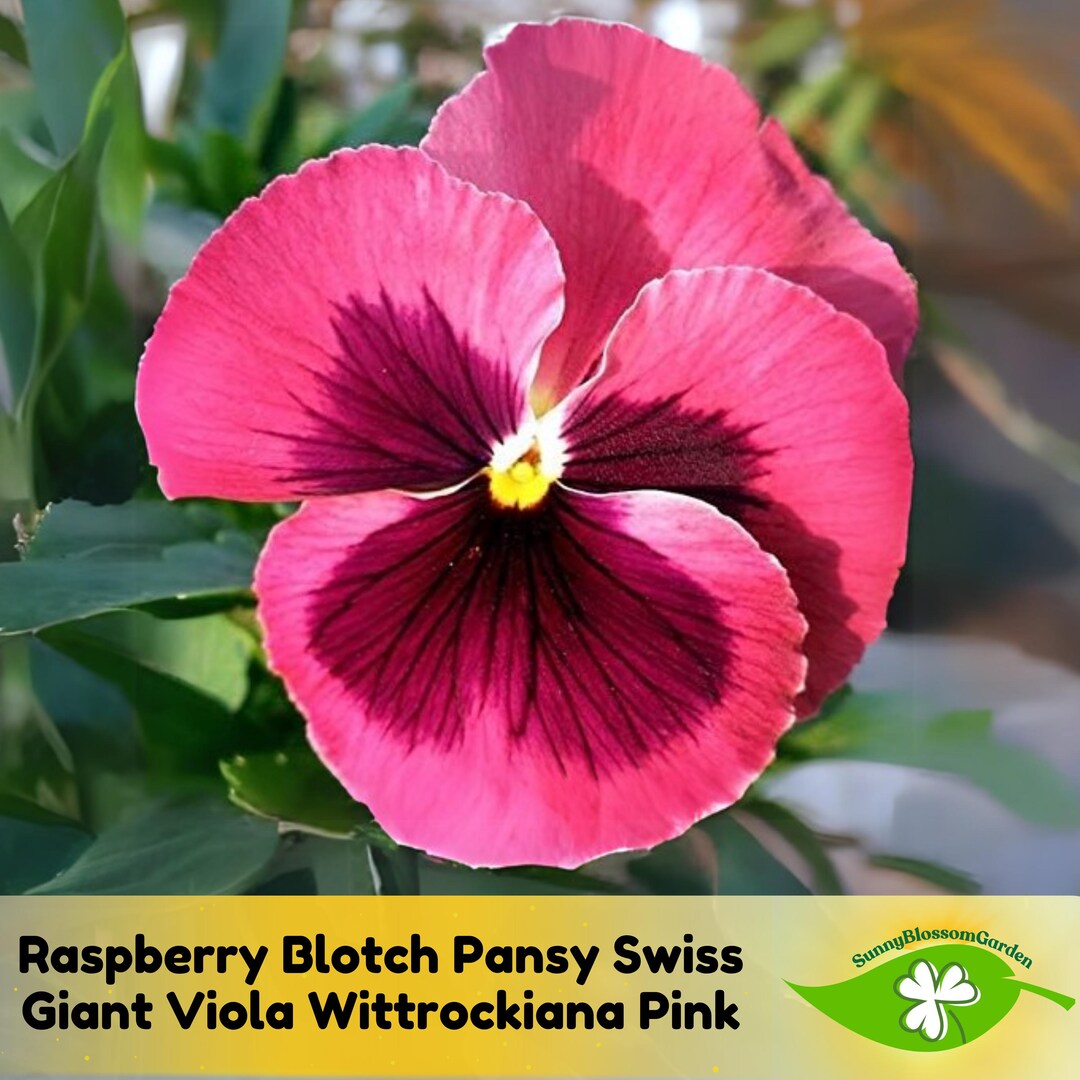 15+ Seeds| Raspberry Blotch Pansy Swiss Giant Viola Wittrockiana Pink ...
