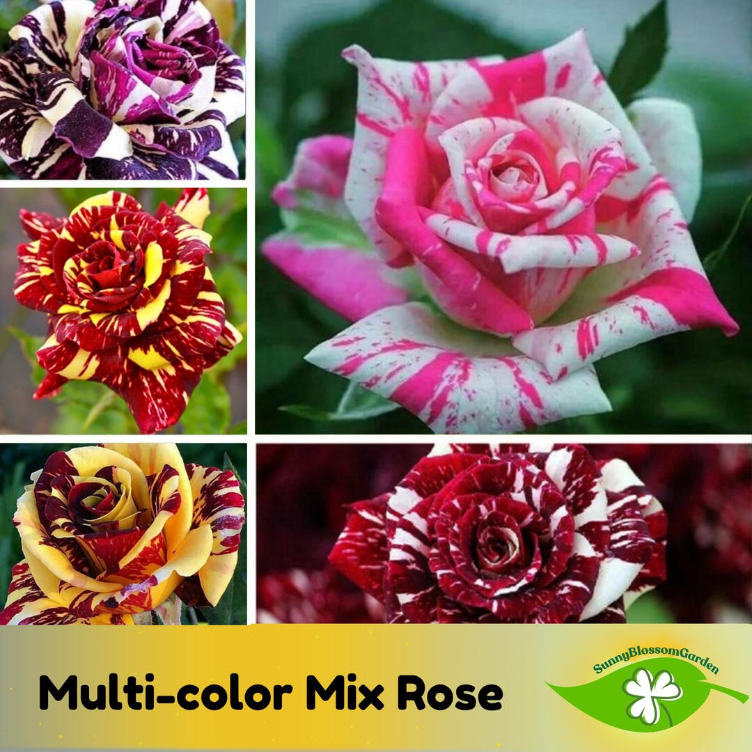 15+ Seeds| Muti- Color Mix Flower Rose Seeds - Flower Seeds - Perennial ...