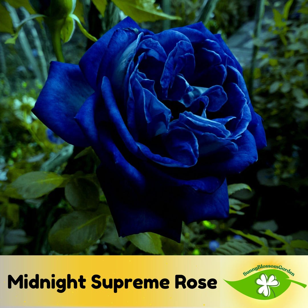 15+ Seeds| Midnight Supreme Rose Seeds - Rosa - Perennial - Flowering ...