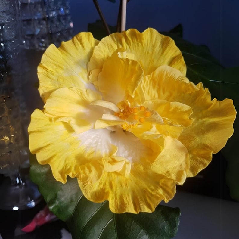 15+ Seeds| "hibiscus “harvest Moon” Seeds - Bush & Shrub Seeds - Fast ...