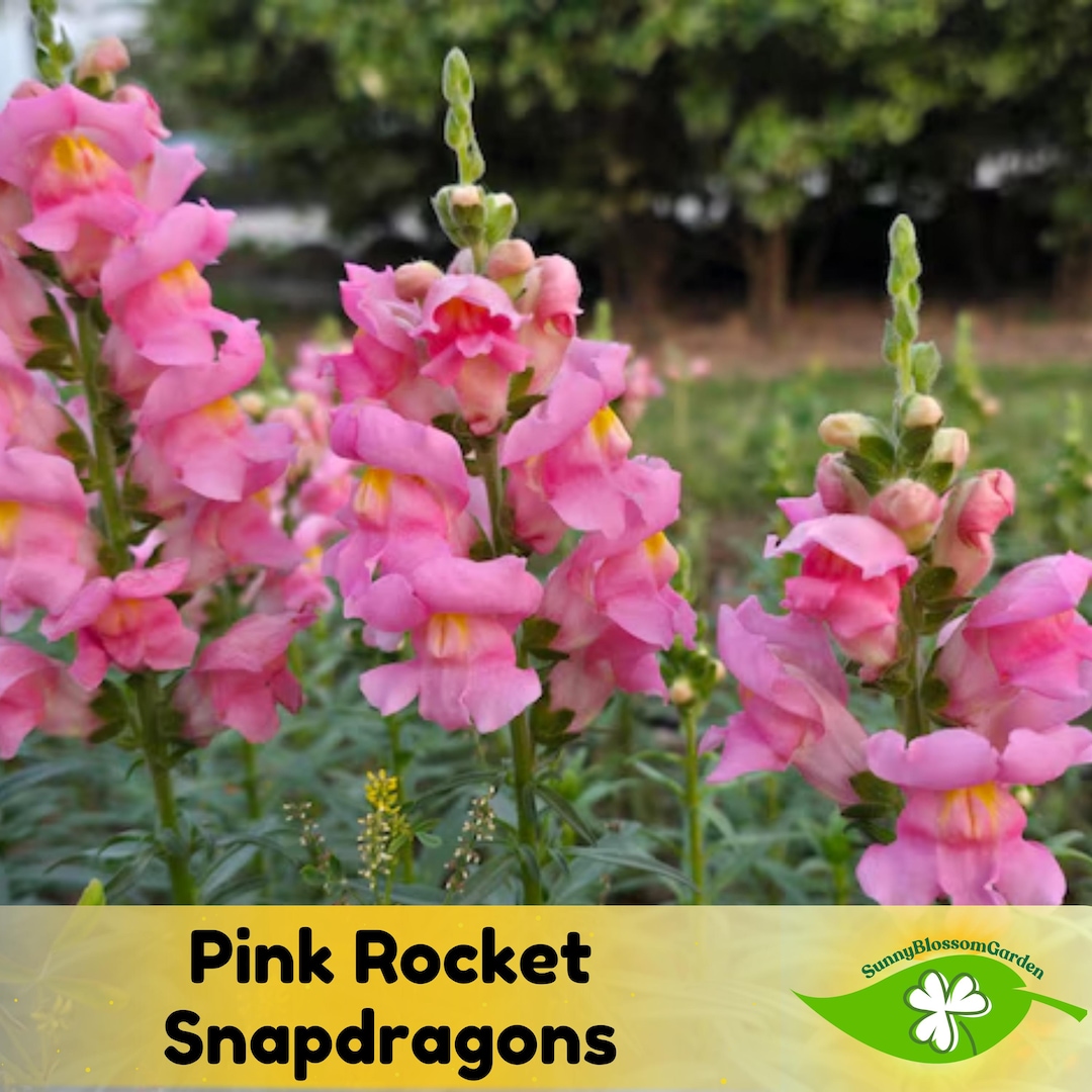 15+ Seeds| Pink Rocket Snapdragons Seeds - Cold Resistant -attracts ...