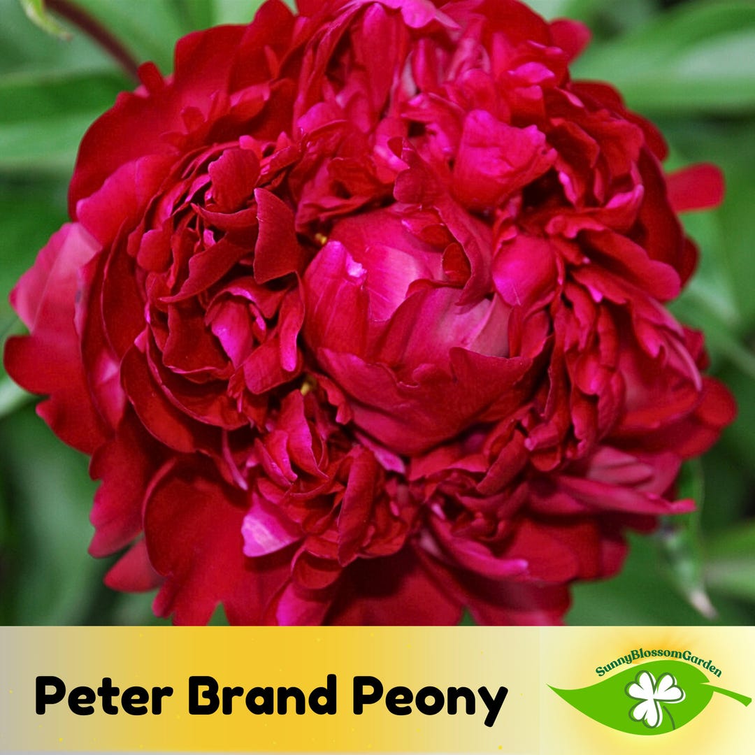 5+ Seeds| Peter Brand Peony Seeds - Peony Flower – Paeonia– Perennial ...