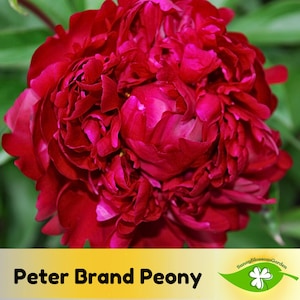 5+ Seeds| Peter Brand Peony Seeds - Peony Flower – Paeonia– Perennial ...