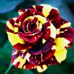 15+ Seeds| Muti- Color Mix Flower Rose Seeds - Flower Seeds - Perennial ...