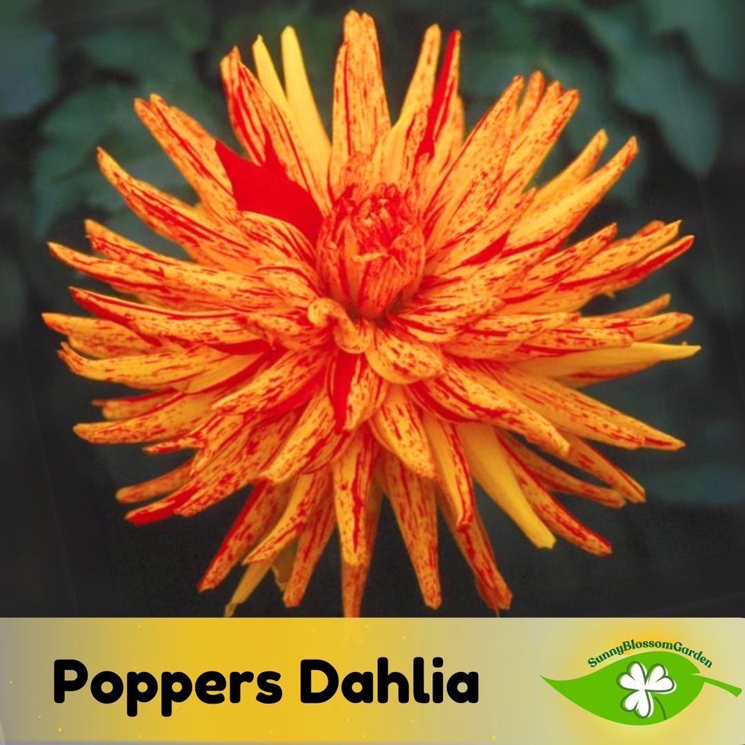 20+ Seeds| Poppers Perennial Dahlia Seeds - Plant in Spring - Fast ...