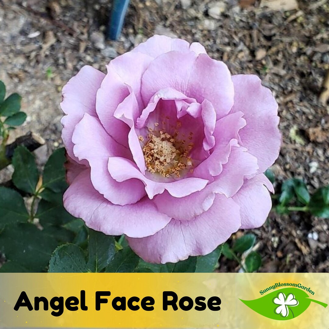 15+ Seeds| Angel Face Floribunda Flowers Rose - Rose Seeds - Perennial ...