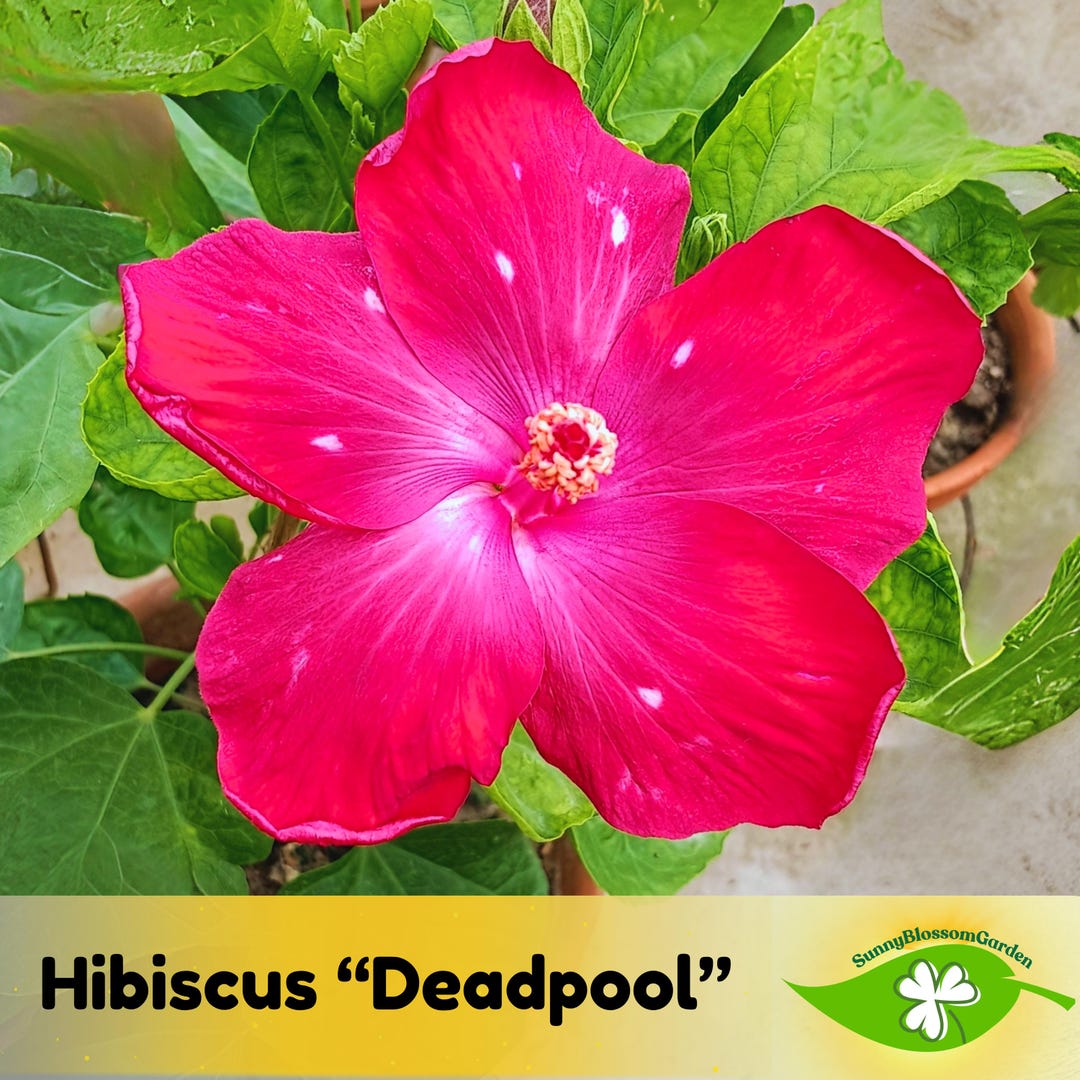 Hibiscus "deadpool" Seeds: Fast Growing Bush & Shrub (15+ Seeds) - Etsy