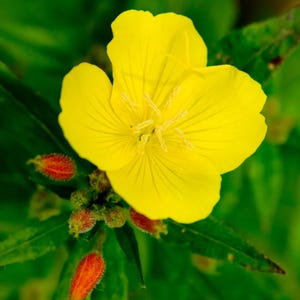 15+ Seeds| Evening Primrose Seeds - Flowering - Cold Resistant ...