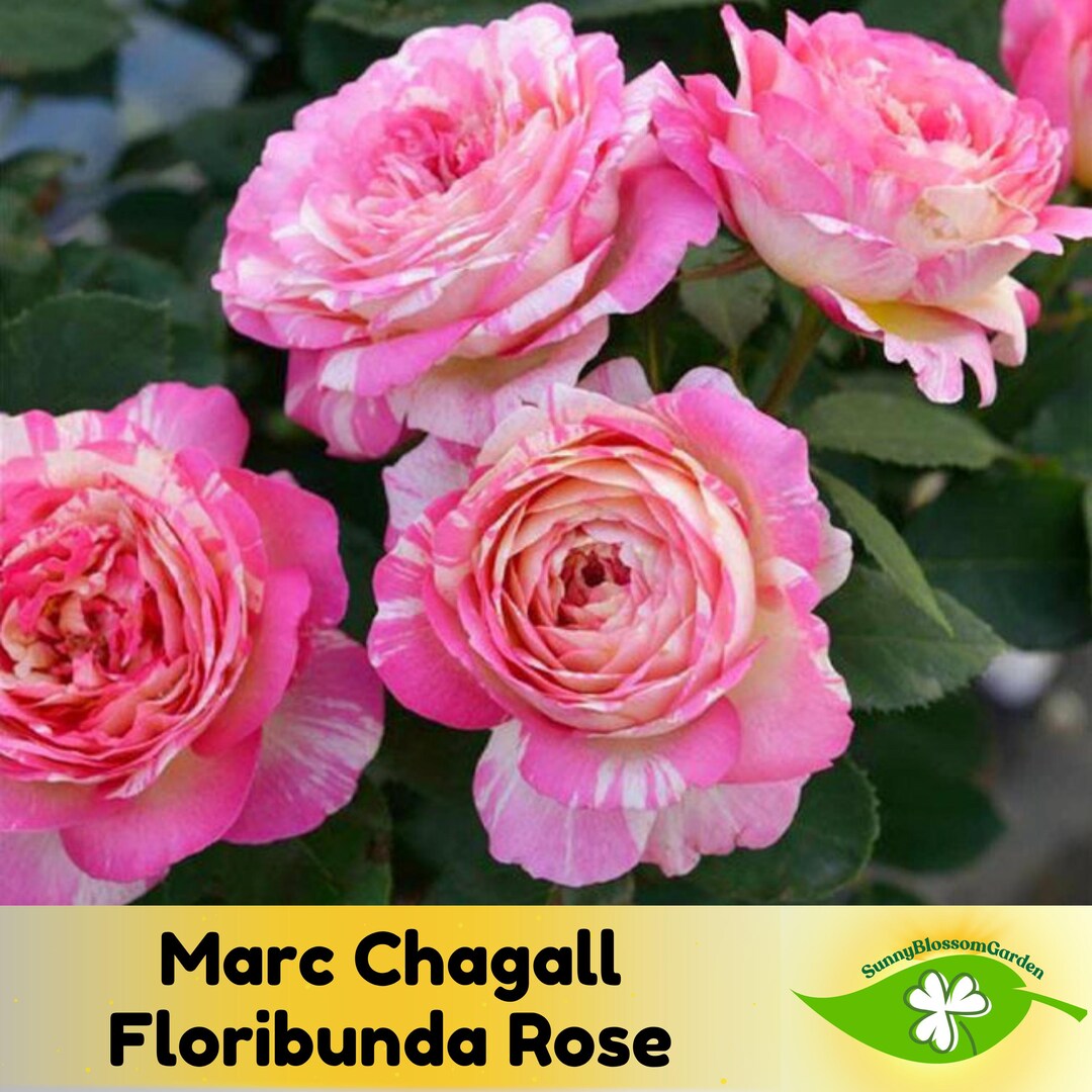 15+ Seeds| Marc Chagall Floribunda Flower Rose Seeds - Rosa - Perennial ...