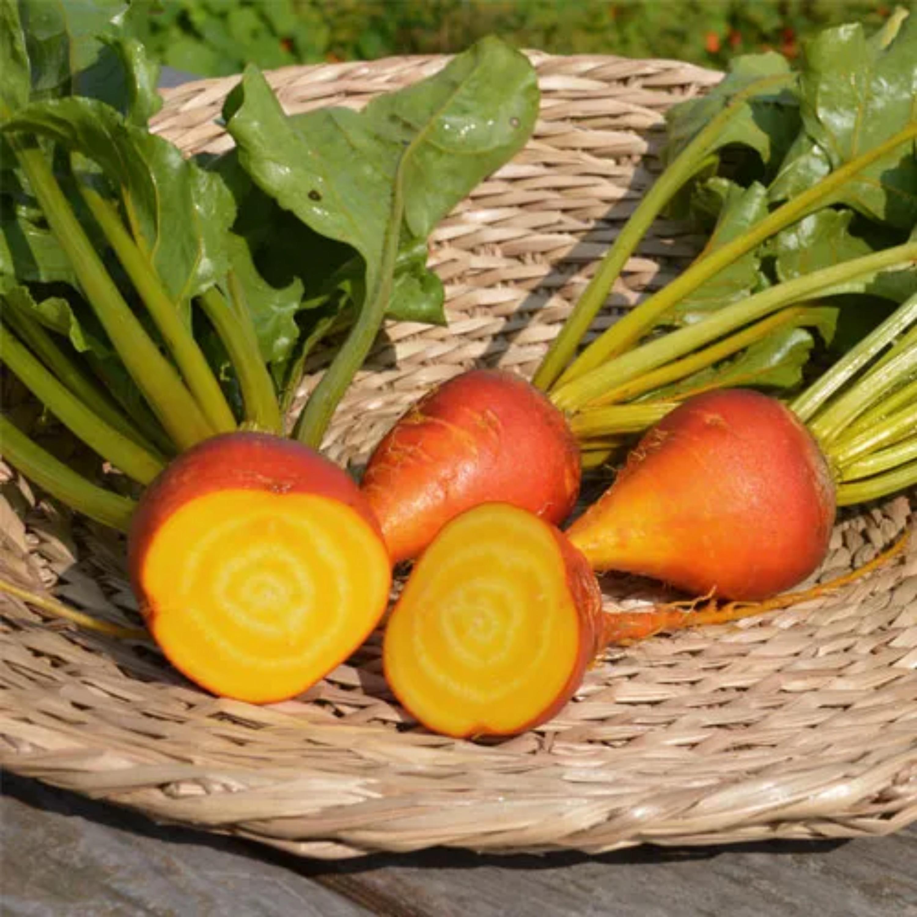 Touchstone Gold Beet Seeds - Vegetable Seeds - Beta - Biennial - Edible ...