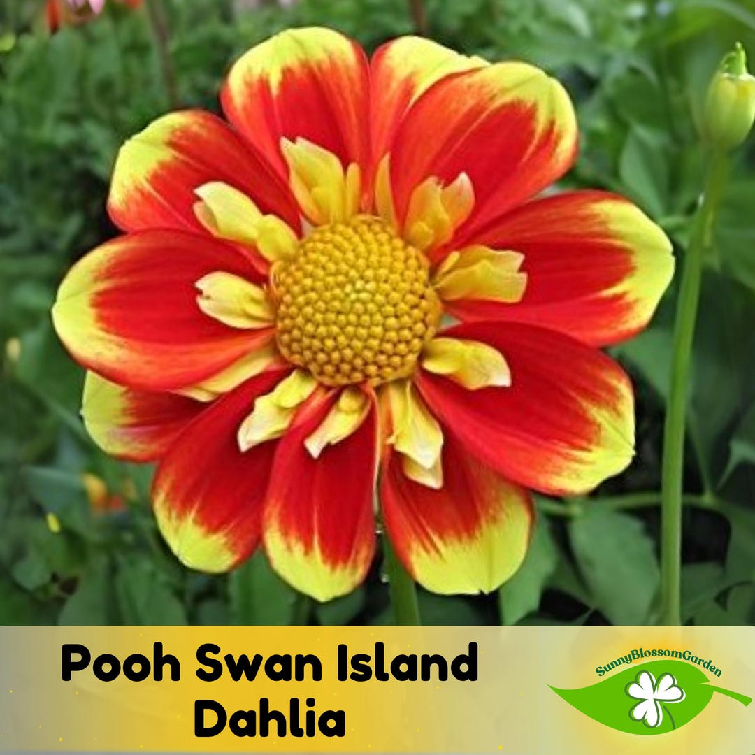 20+ Seeds| Pooh Swan Island Perennial Dahlia Seeds - Plant in Spring ...