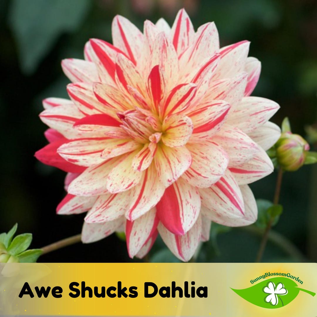 Awe Shucks Dahlia Seeds: Rainbow Color Mix, 20+ Seeds - Etsy