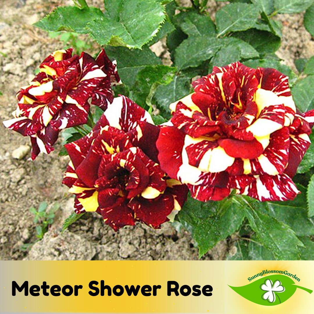 15+ Seeds| Meteor Shower Rose Seeds - Rosa - Perennial - Flowering ...