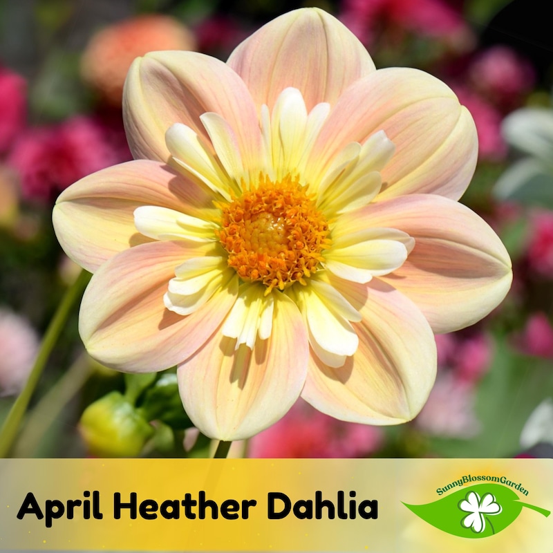 Heather Seeds - Etsy