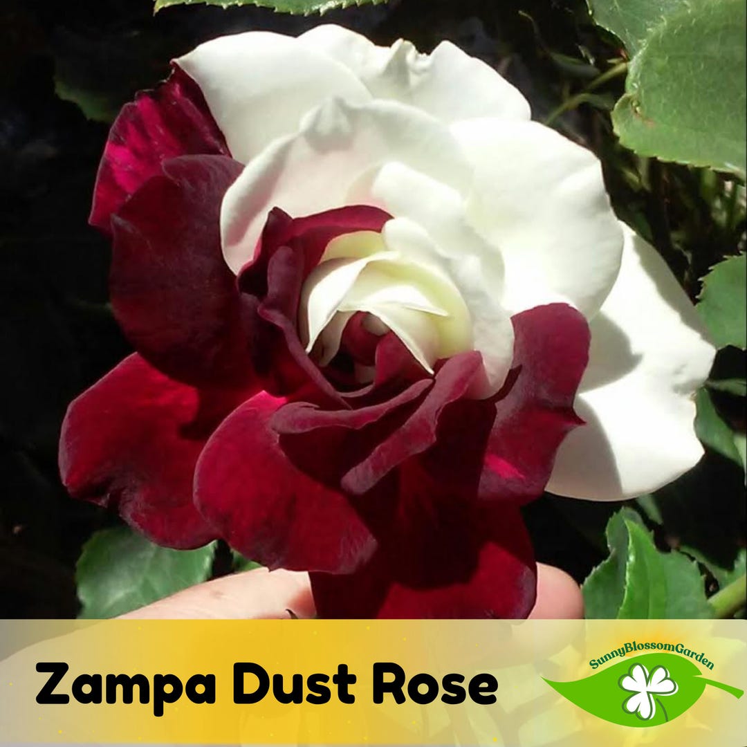 15+ Seeds| Zampa Dust Rose Seeds - Rosa - Perennial - Flowering - Rose ...