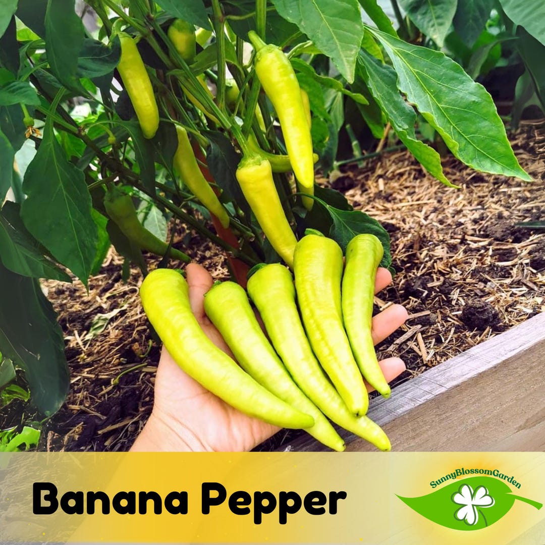 15 Seeds| Banana Pepper Seeds - Clumping - Vegetable Seeds - Sweet ...