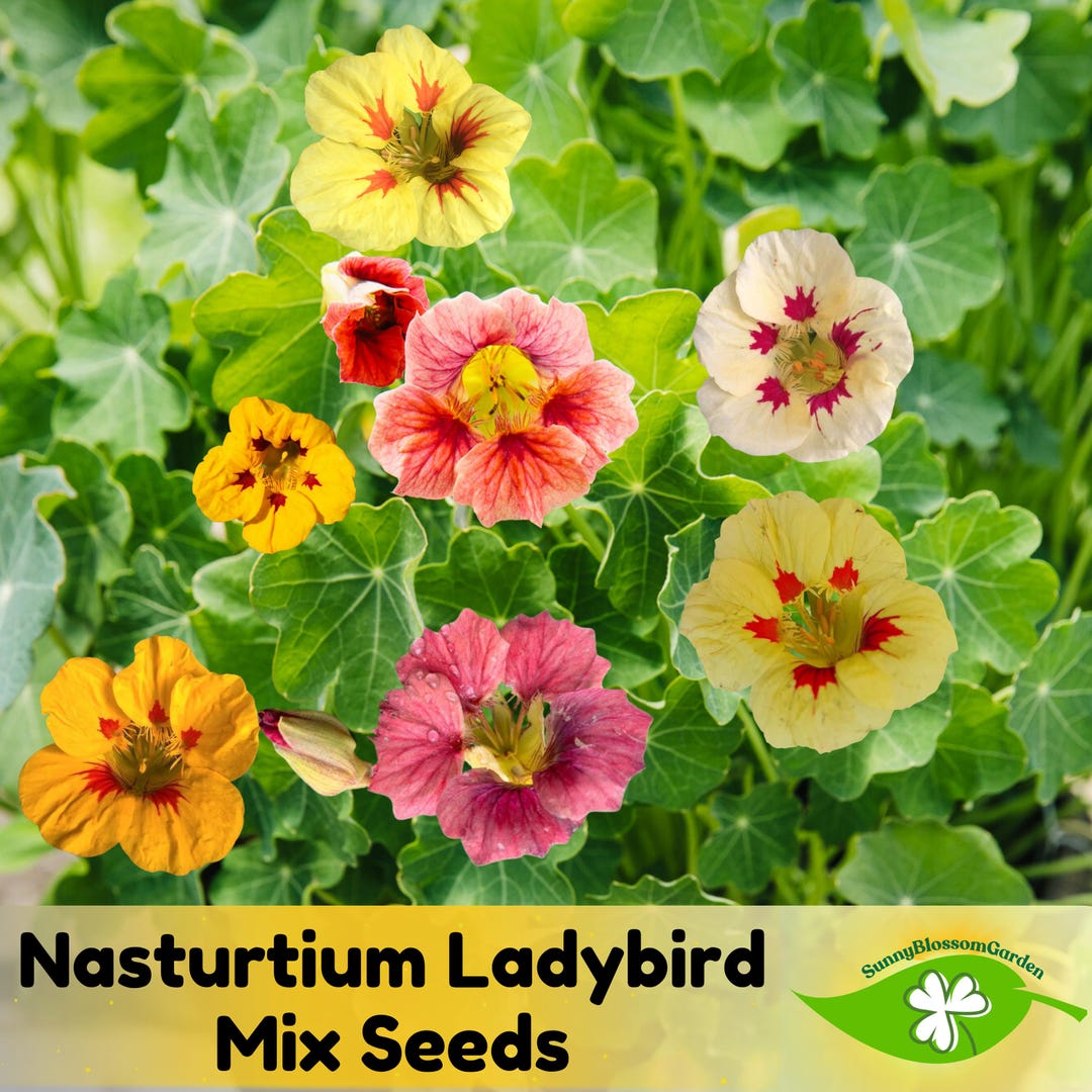 5+ Seeds| Nasturtium Ladybird Mix Seeds - Fast Growing - Open ...
