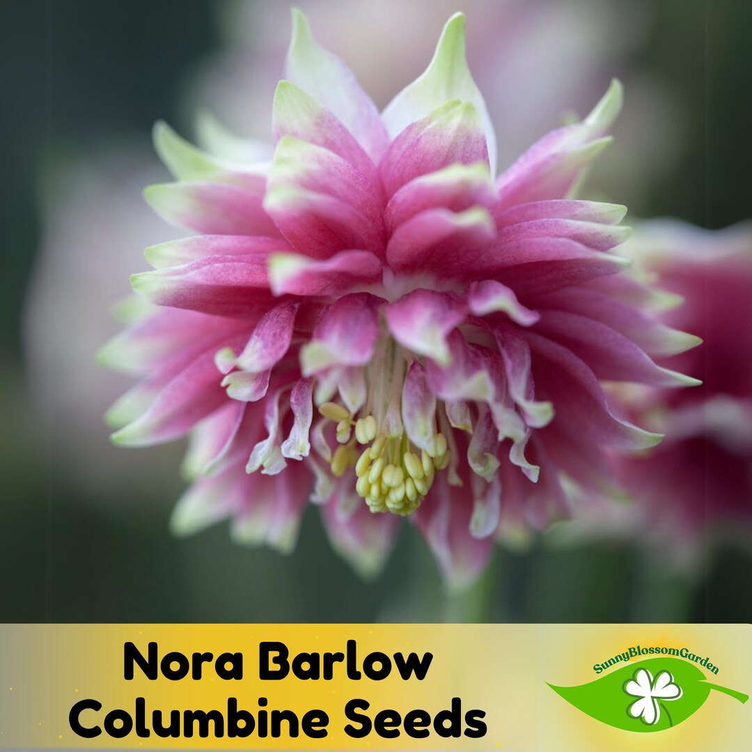 15+ Seeds| Nora Barlow Columbine Seeds - Cold Resistant - Deciduous ...