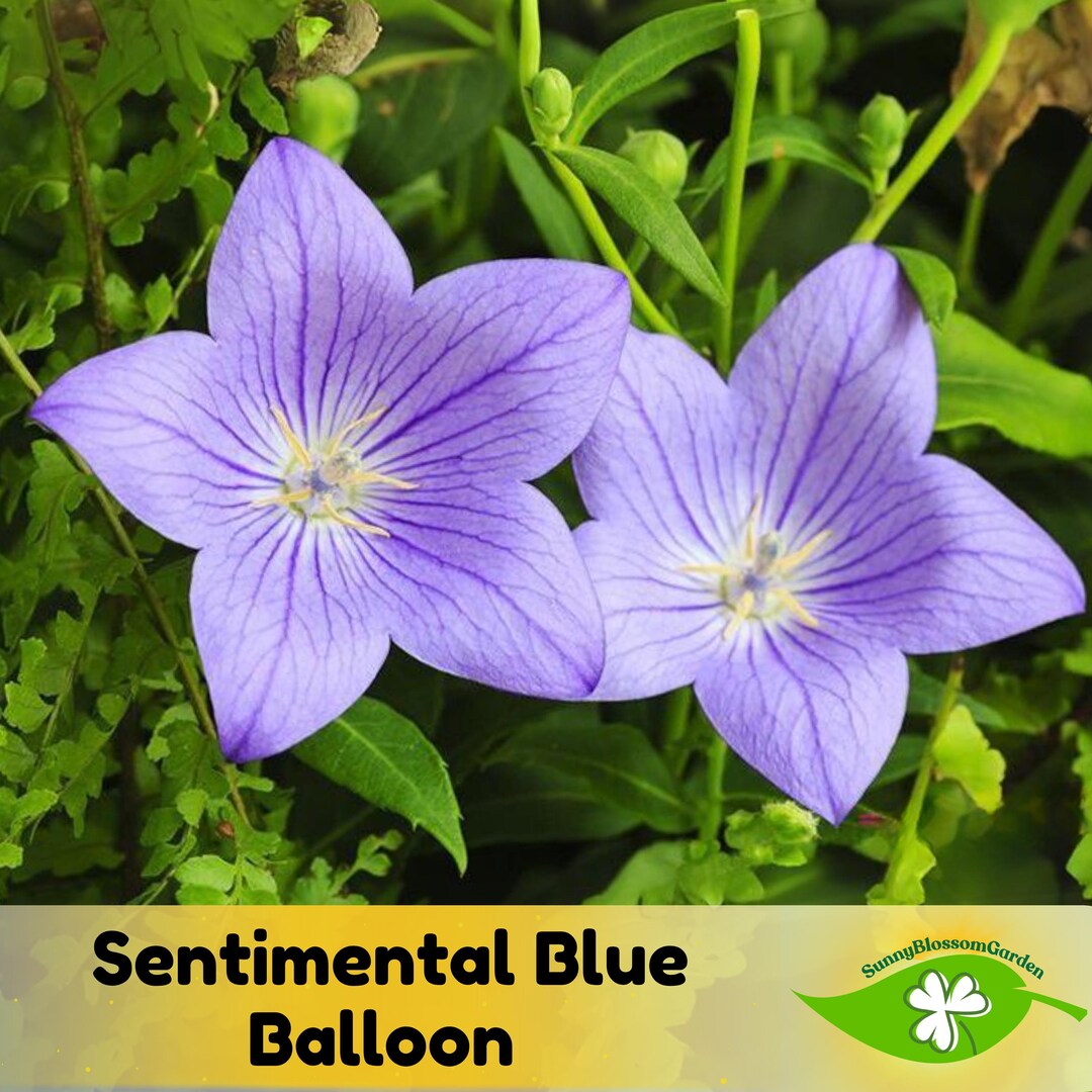 15+ Seeds| Sentimental Blue Balloon Seeds - Perennial - Cold Resistant ...