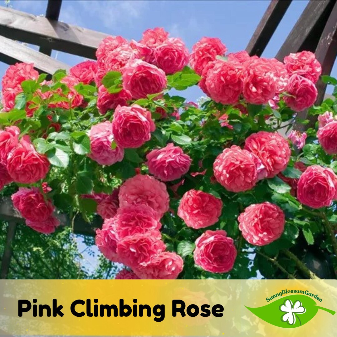 15+ Seeds| Pink Climbing Rose Seeds - Rosa - Perennial - Flowering ...