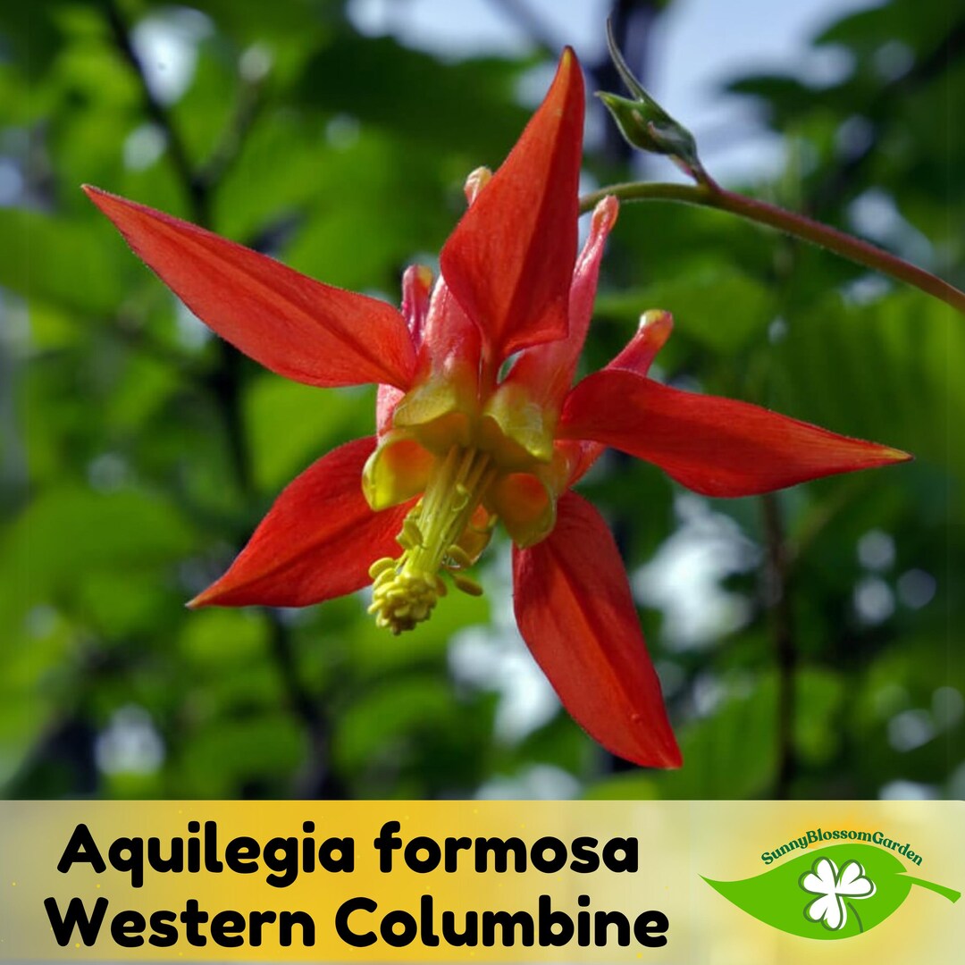 15+ Seeds| Aquilegia Formosa Western Columbine Seeds - Cold Resistant ...