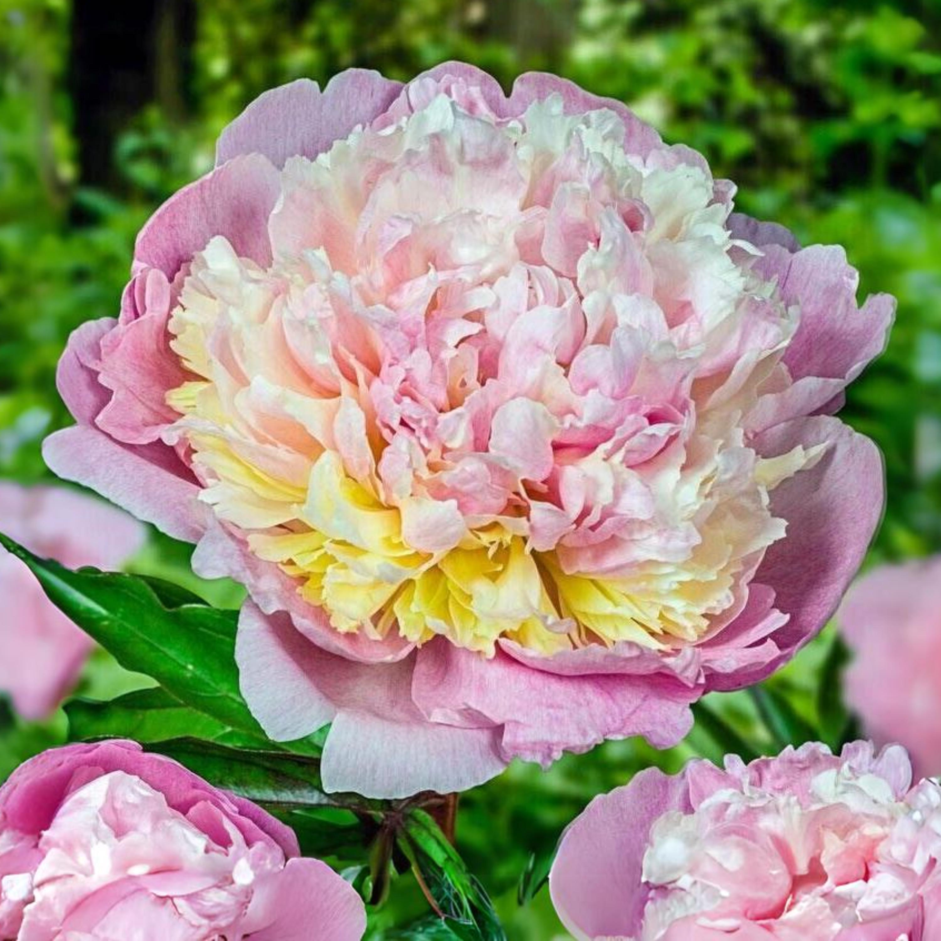 5+ Seeds| Raspberry Sundae Peony Seeds - Peony Flower – Paeonia ...