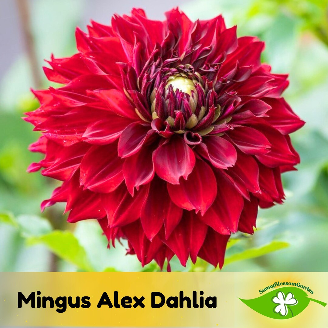 20+ Seeds| Mingus Alex Dahlia Seeds - Perennial – Plant in Spring ...