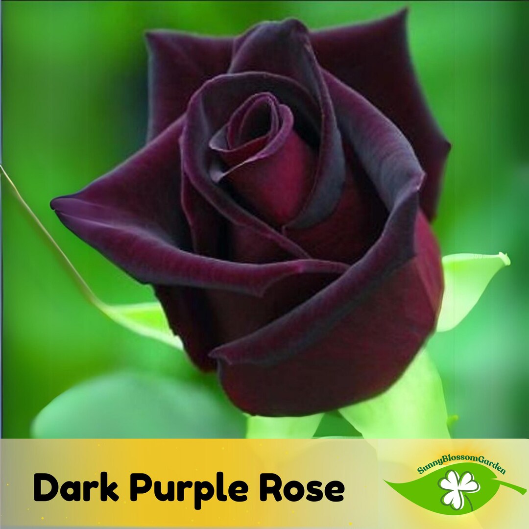 15+ Seeds| Dark Purple Rose Seeds - Flower Seeds - Rose Garden ...