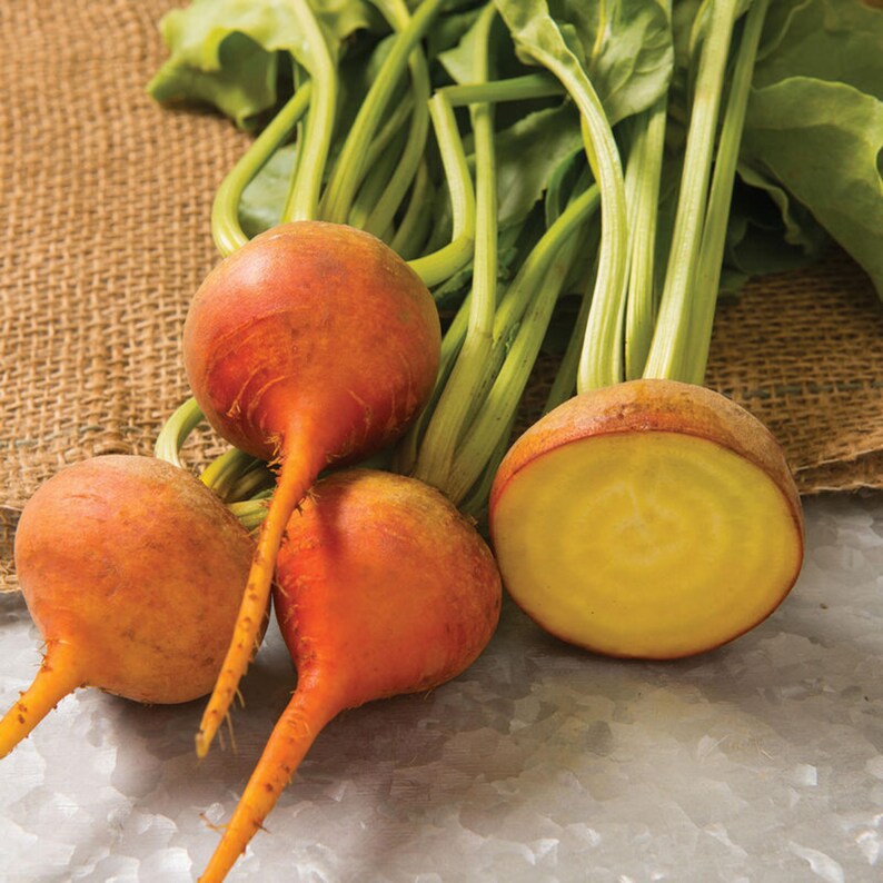 Touchstone Gold Beet Seeds - Vegetable Seeds - Beta - Biennial - Edible ...
