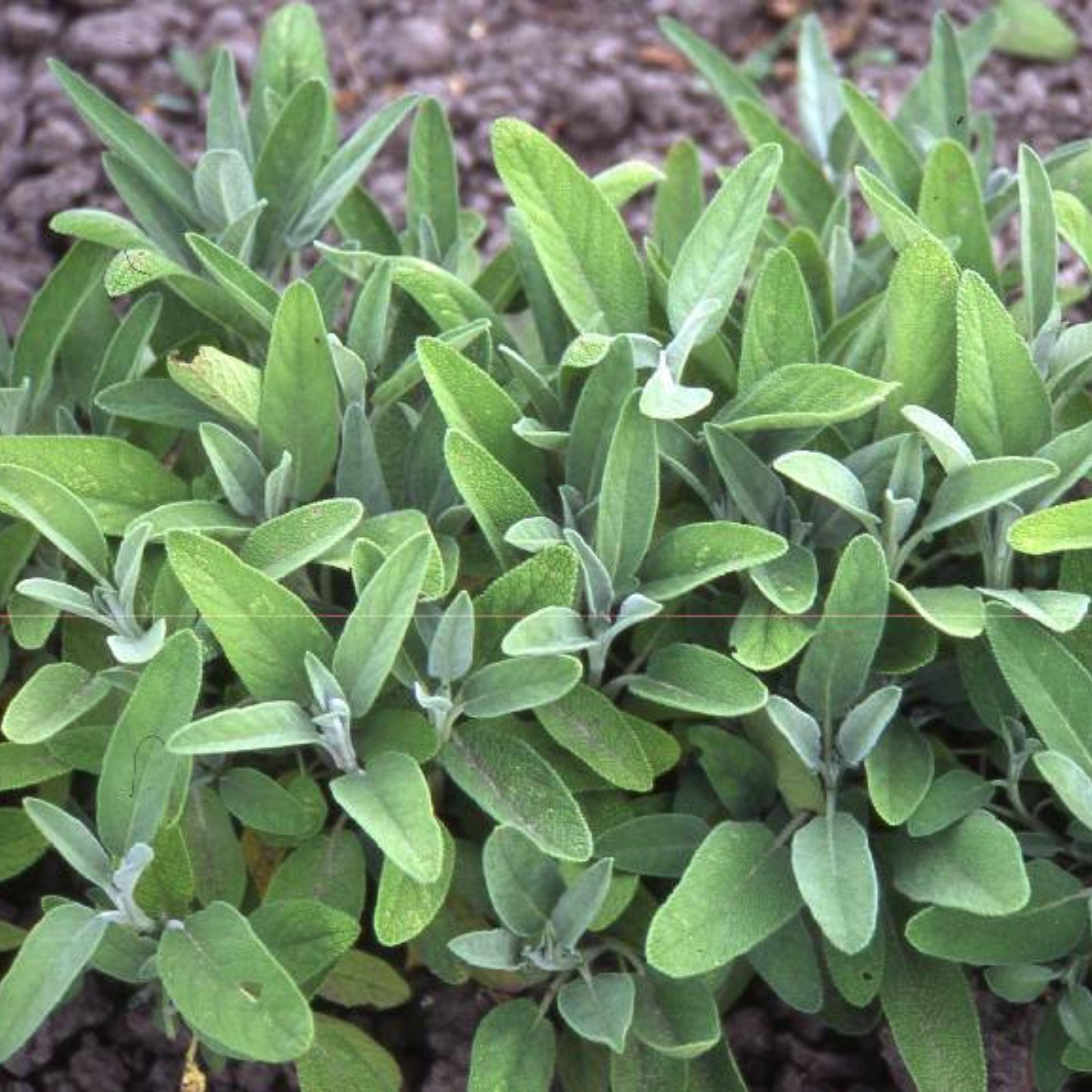 20 Seeds| Broadleaf Sage Seeds - Garden Sage - Common Sage - Salvia ...