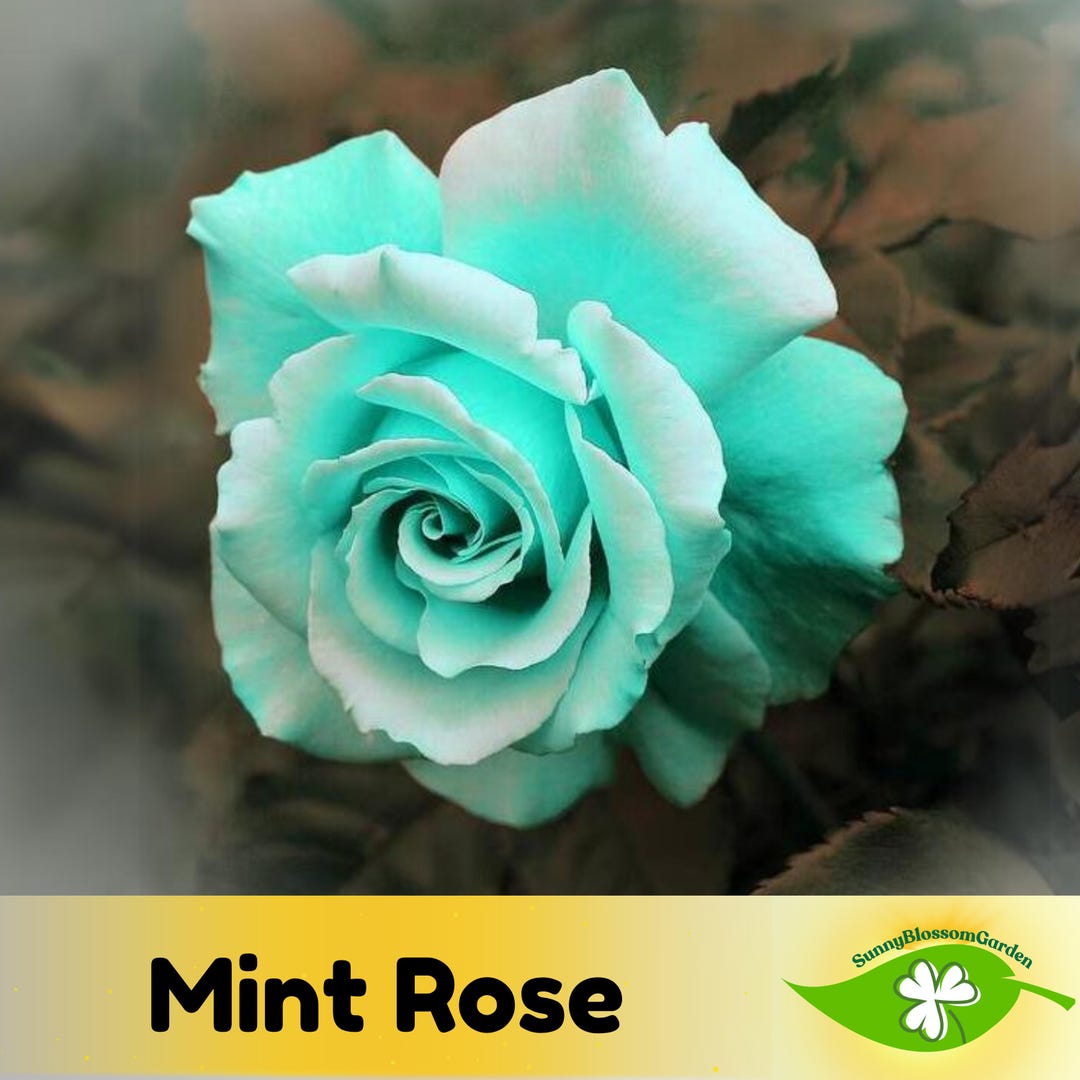 15+ Seeds| Mint Rose Seeds - Flower Seeds - Rose Garden - Rosa ...