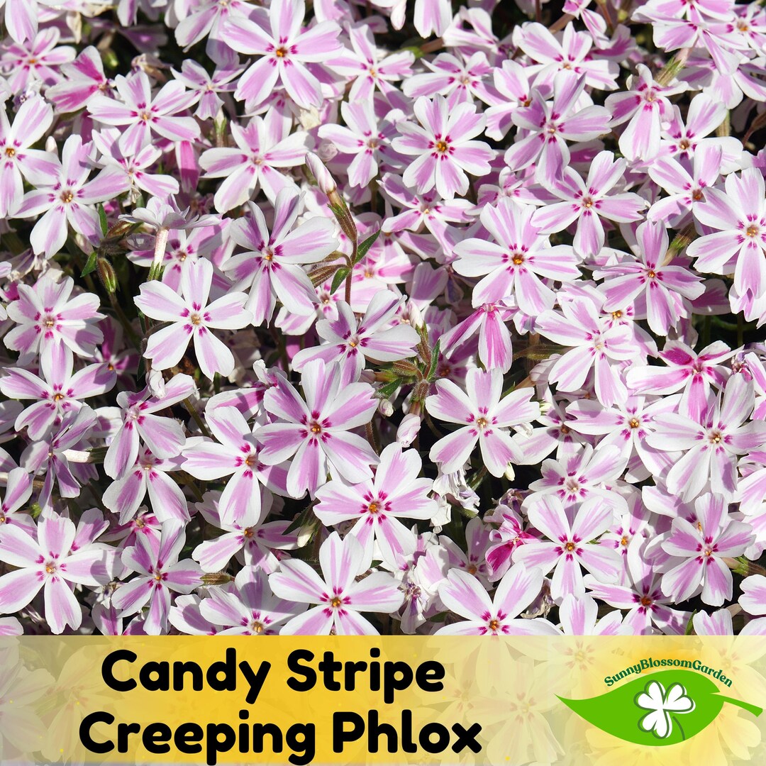 15+ Seeds| Candy Stripe Creeping Phlox Seeds - Cold Resistant - Drought ...