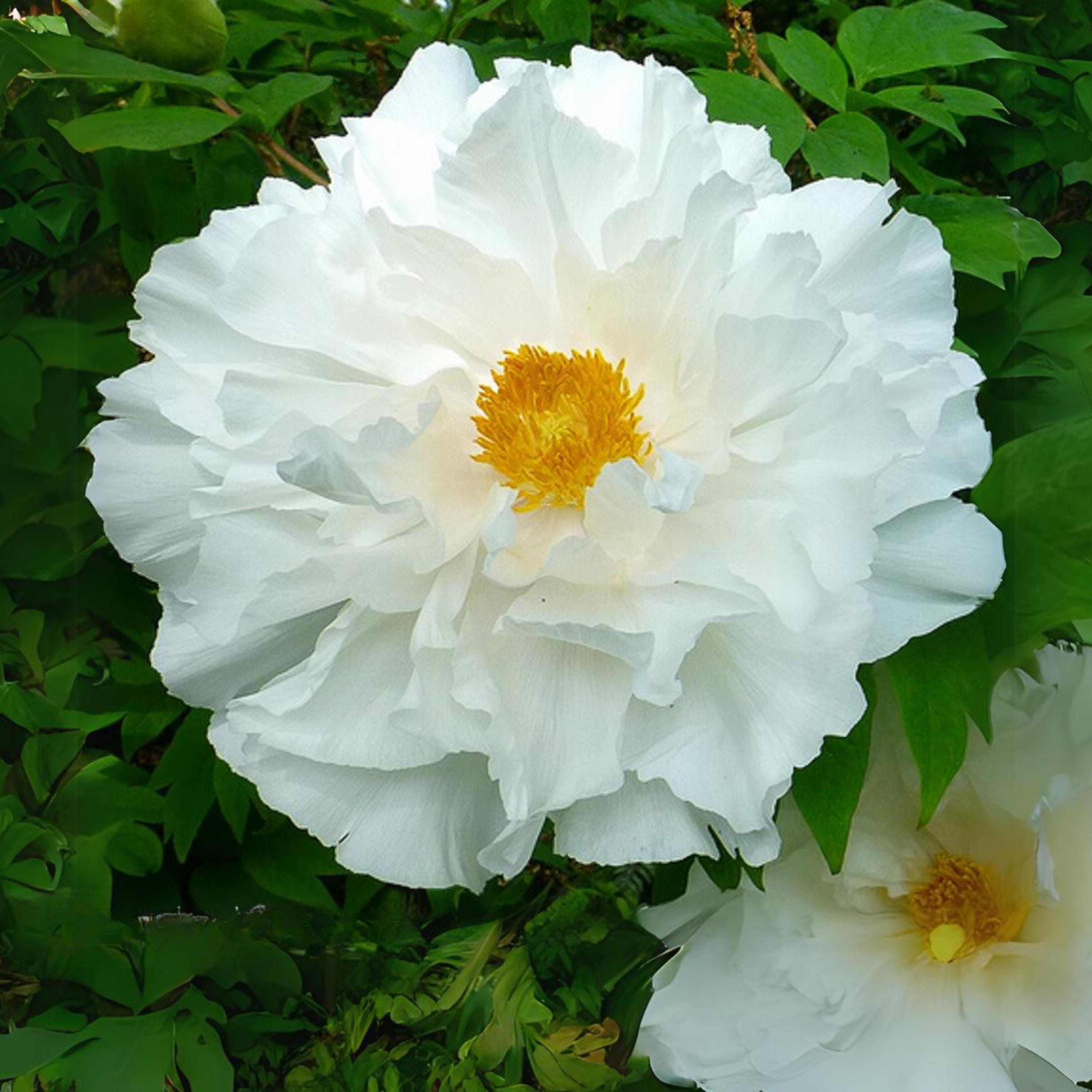 5+ Seeds| Renkaku Tree Peony Seeds - Peony Flower – Paeonia – Perennial ...