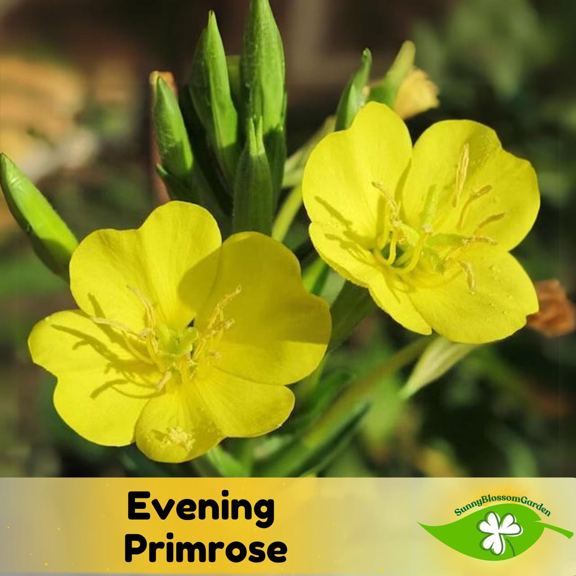 15+ Seeds| Evening Primrose Seeds - Flowering - Cold Resistant ...