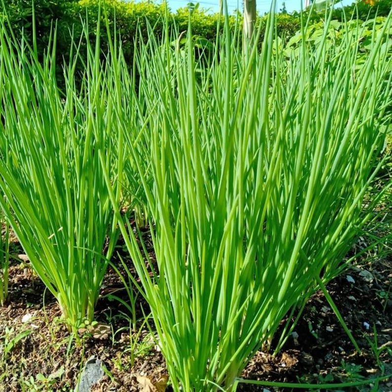 Tokyo Long Bunching Green Onion Seeds - Japanese Scallion (20 Seeds) - Etsy