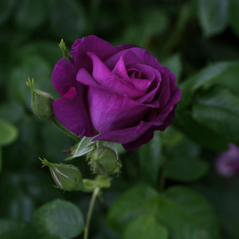 15+ Seeds| Dark Purple Rose Seeds - Flower Seeds - Rose Garden ...
