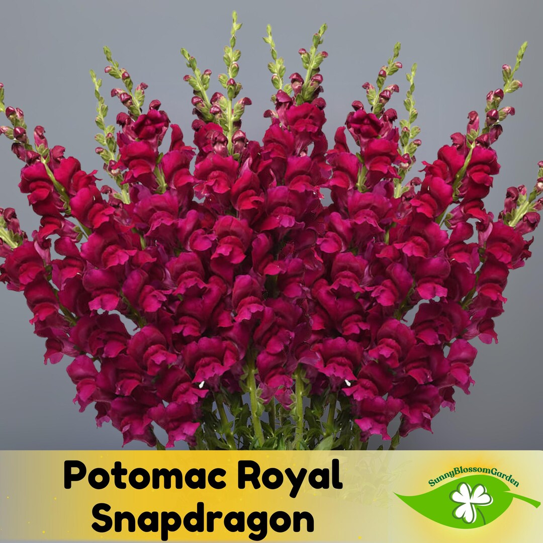 15+ Seeds| Potomac Royal Snapdragon Seeds - Potted - Cold Resistant ...